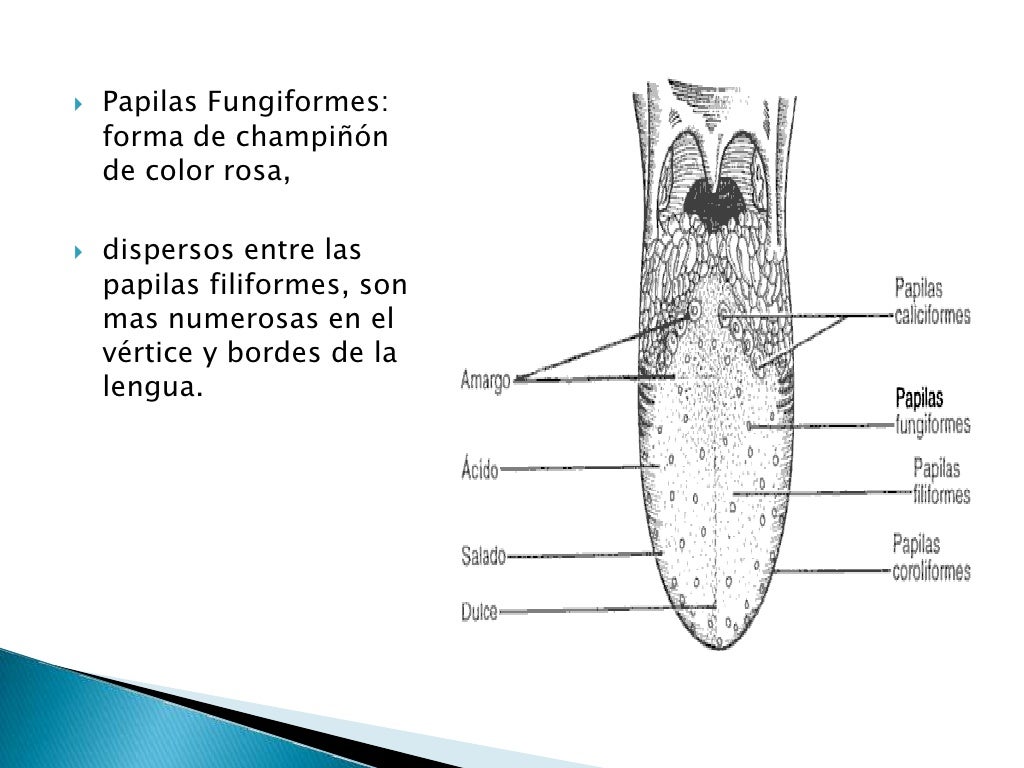 Anatomía (lengua)
