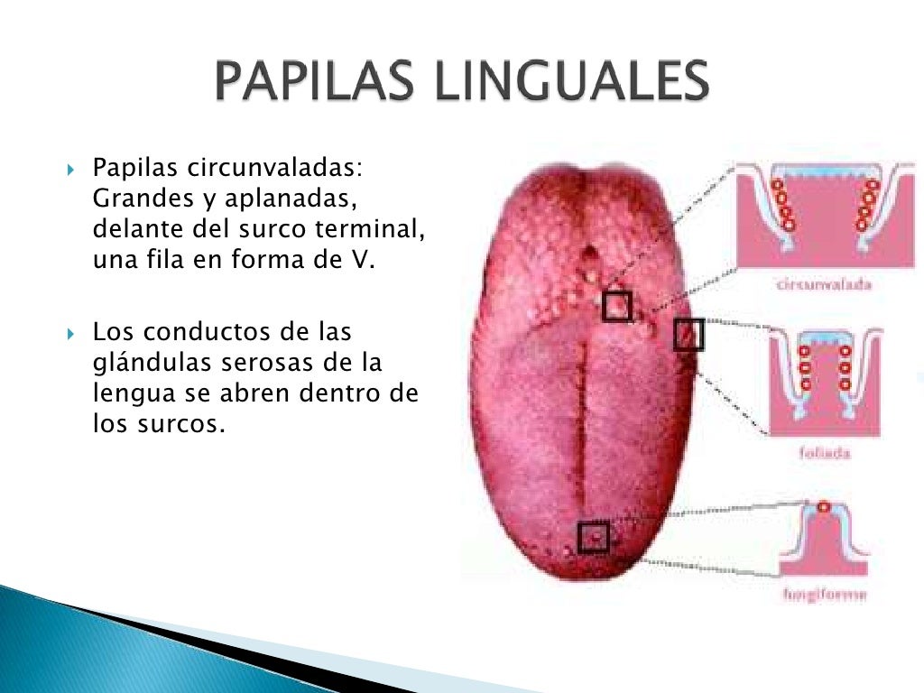 Anatomía (lengua)