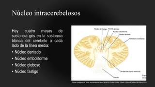 Anatomía macroscópica del cerebelo y el diencéfalo.pptx