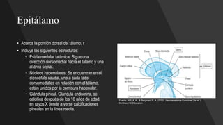 Anatomía macroscópica del cerebelo y el diencéfalo.pptx