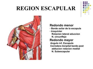 Anatomía miembro superior | PPT