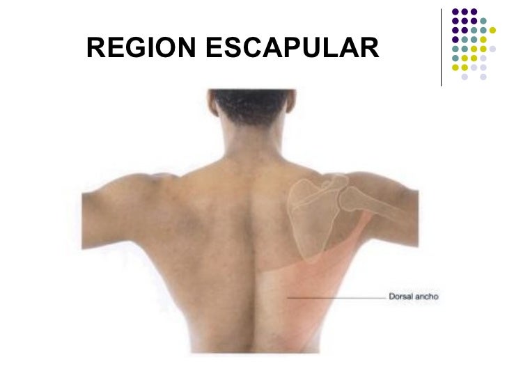 Anatomía miembro superior