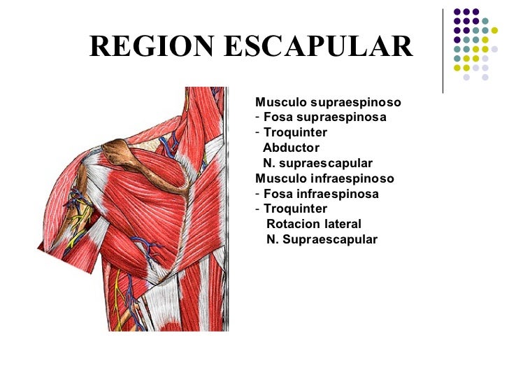 REGIÓN DEL HOMBRO IV: Regiones topográficas de la cintura pectoral