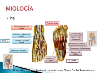 Anatomía mmii | PDF