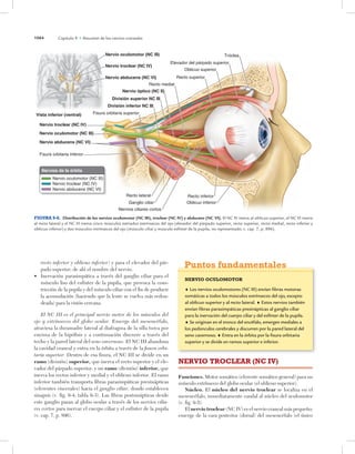 Anatomía Moore cranea.pdf