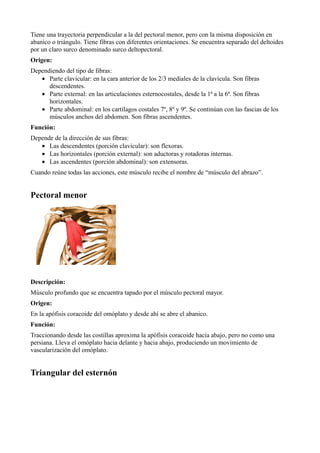 Anatomía muscular | PDF