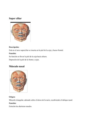 Anatomía muscular | PDF