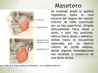 Anatomía – musculo de la masticación | PPTX