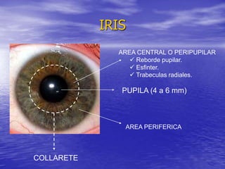 Anatomía Ocular informacion. Materia fisiologia | PPT