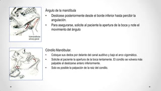 Anatomía palpatoria clase 1 - cabeza y cuello | PPTX