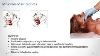 Anatomía palpatoria clase 1 - cabeza y cuello | PPTX