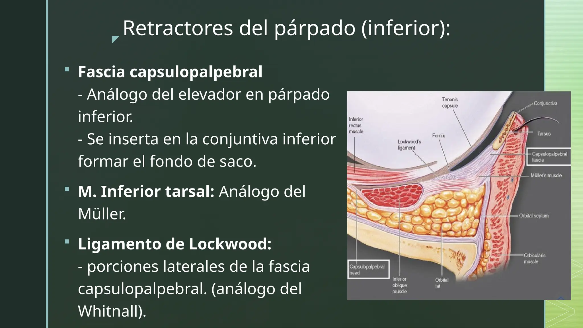 Anatomía de párpados y pestañas (oftalmología) | PPTX | Eye and Vision ...