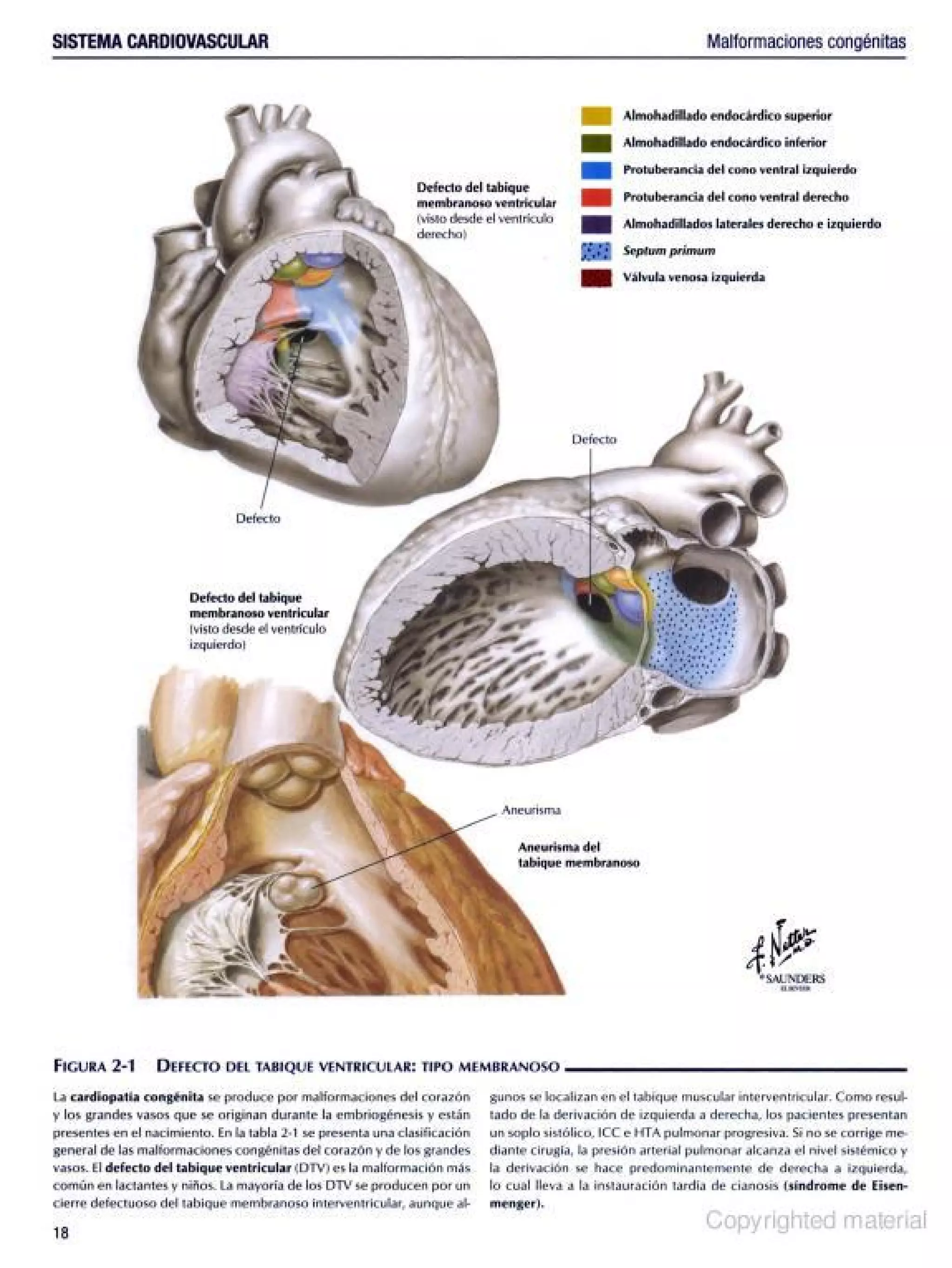 Anatomía Patólogica - Netter.pdf