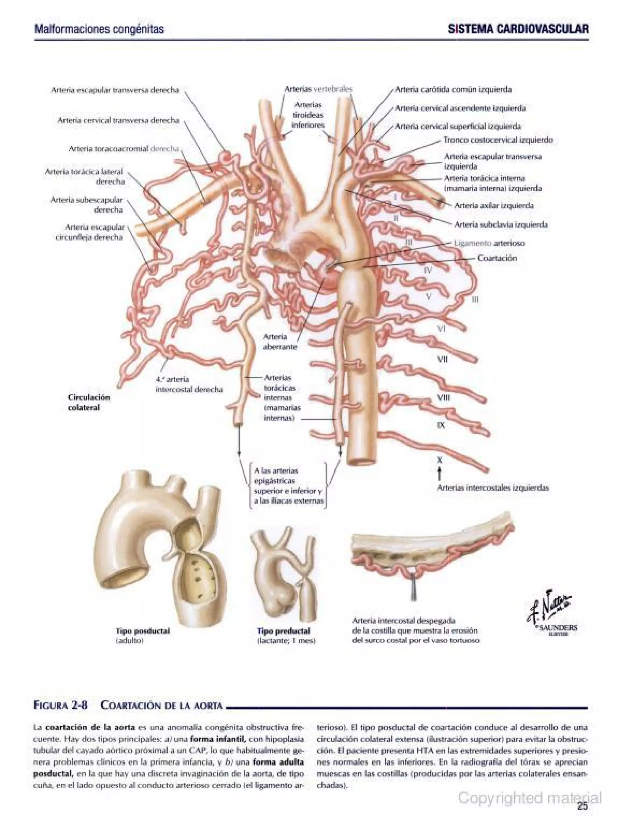 Anatomía Patólogica - Netter.pdf