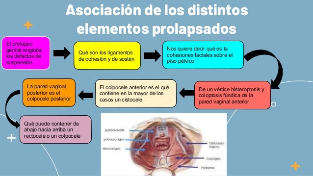 Anatomía patológica de los prolapsos genitourinarios tipos de prolaps…