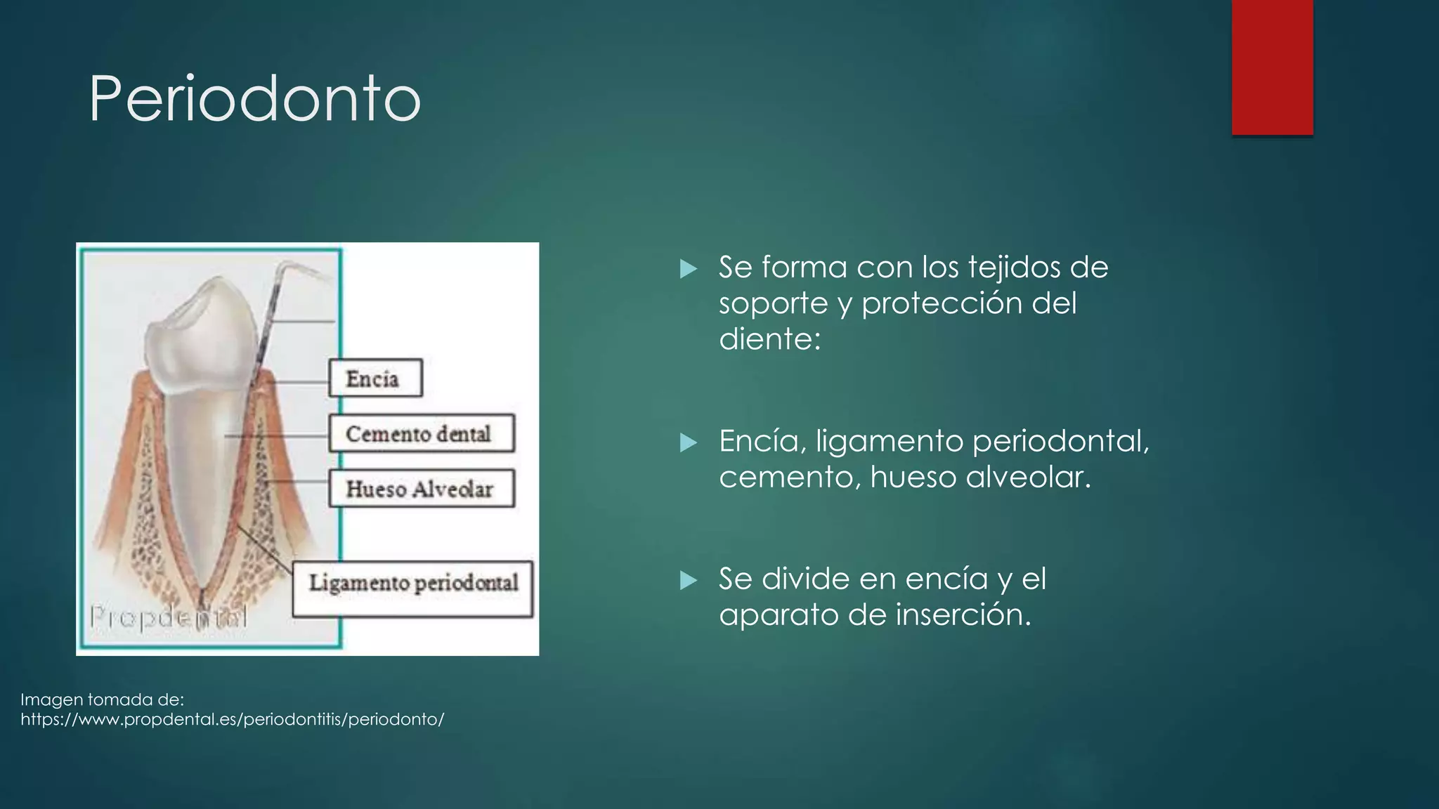 Anatomía periodontal | PPTX