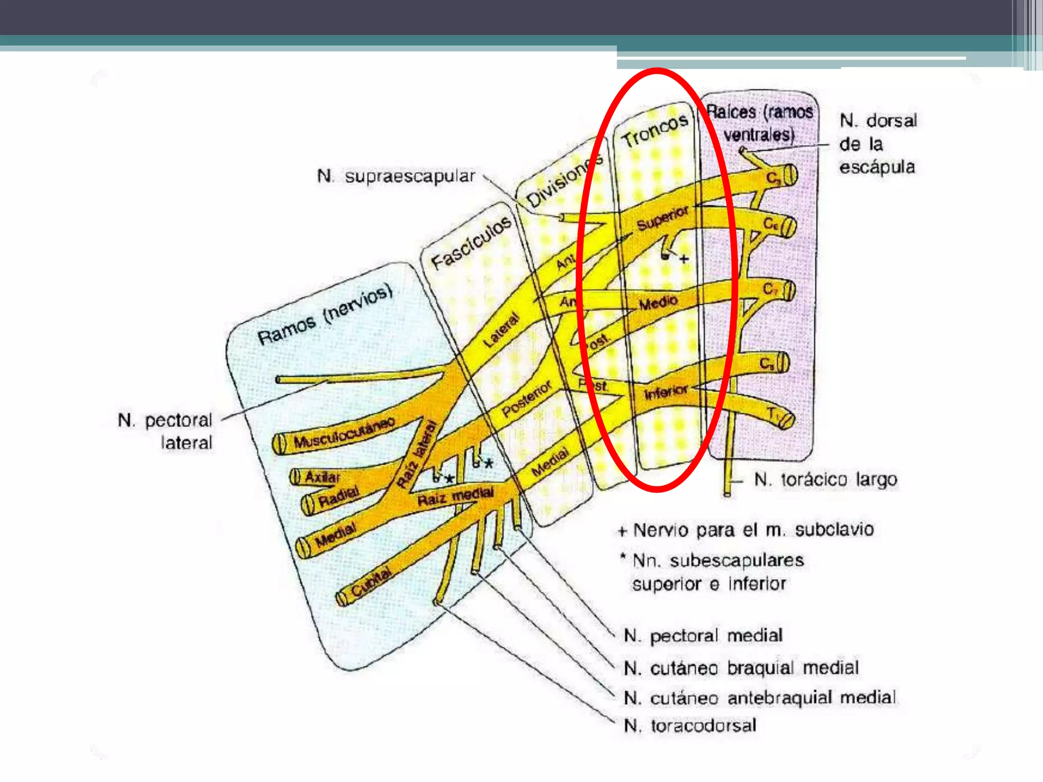 Anatomía plexo braquial | PPTX