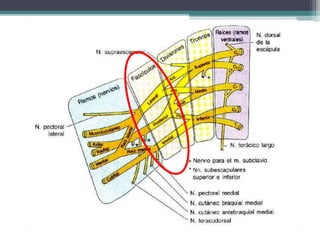 Anatomía plexo braquial | PPTX