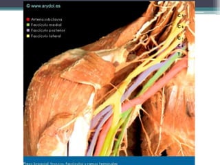 Anatomía plexo braquial | PPTX