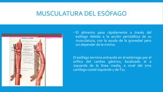 anatomía de esófago y estómago | PPTX