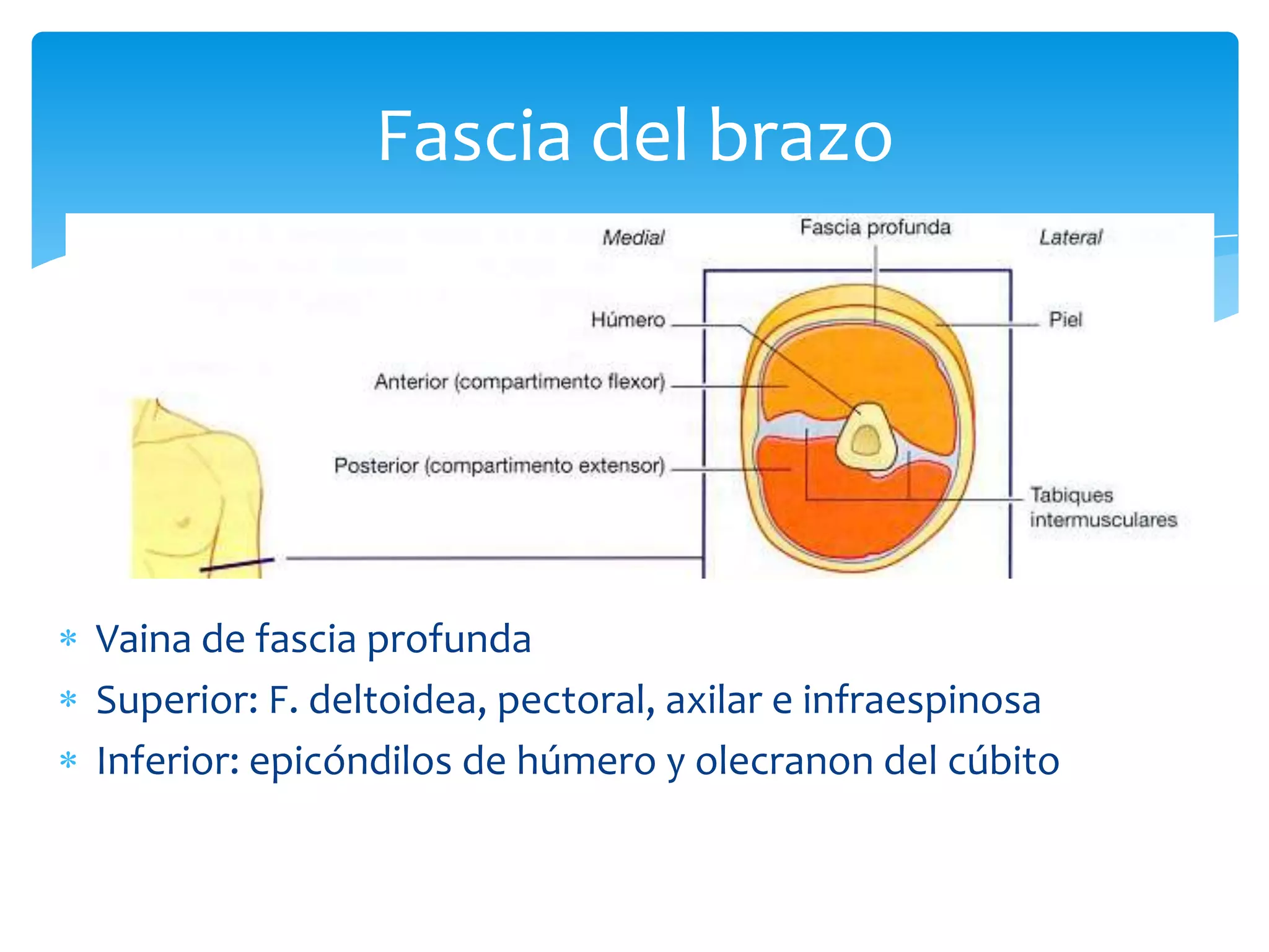 Fascias y Planos del miembro superior | PPTX