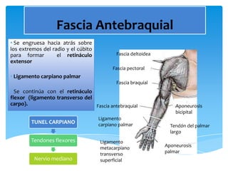 Fascias y Planos del miembro superior | PPTX