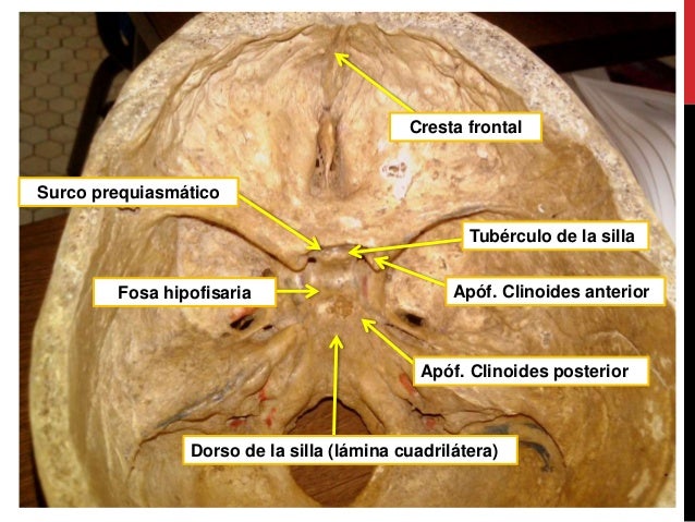 Anatomía (práctico de cabeza)