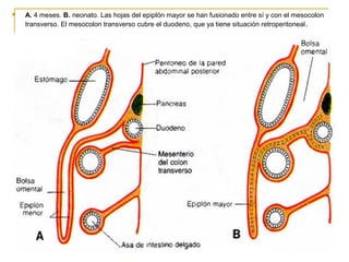 Anatomía quirúrgica de colon | PPT