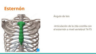 ANATOMÍA QUIRÚRGICA DE ESOFAGO, TÓRAX, PULMÓN Y MEDIASTINO (1).pptx