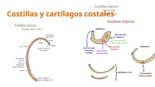 ANATOMÍA QUIRÚRGICA DE ESOFAGO, TÓRAX, PULMÓN Y MEDIASTINO (1).pptx