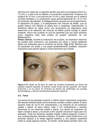 ANATOMIA QUIRURGICA DE LA FRENTE, PARPADOS Y TERCIO MEDIO FACIAL | DOC