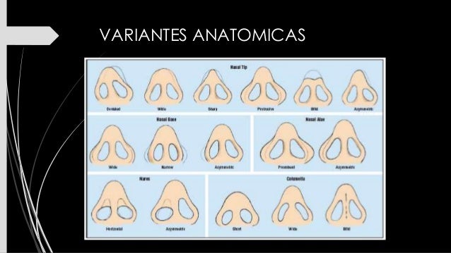 Anatomía quirúrgica de la nariz