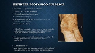Anatomía quirúrgica del esófago | PPTX