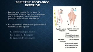 Anatomía quirúrgica del esófago | PPTX