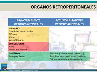 ANATOMÍA QUIRÚRGICA DE RIÑÓN, URÉTER Y VEJIGA URINARIA. JESSE JIMÉNEZ ...