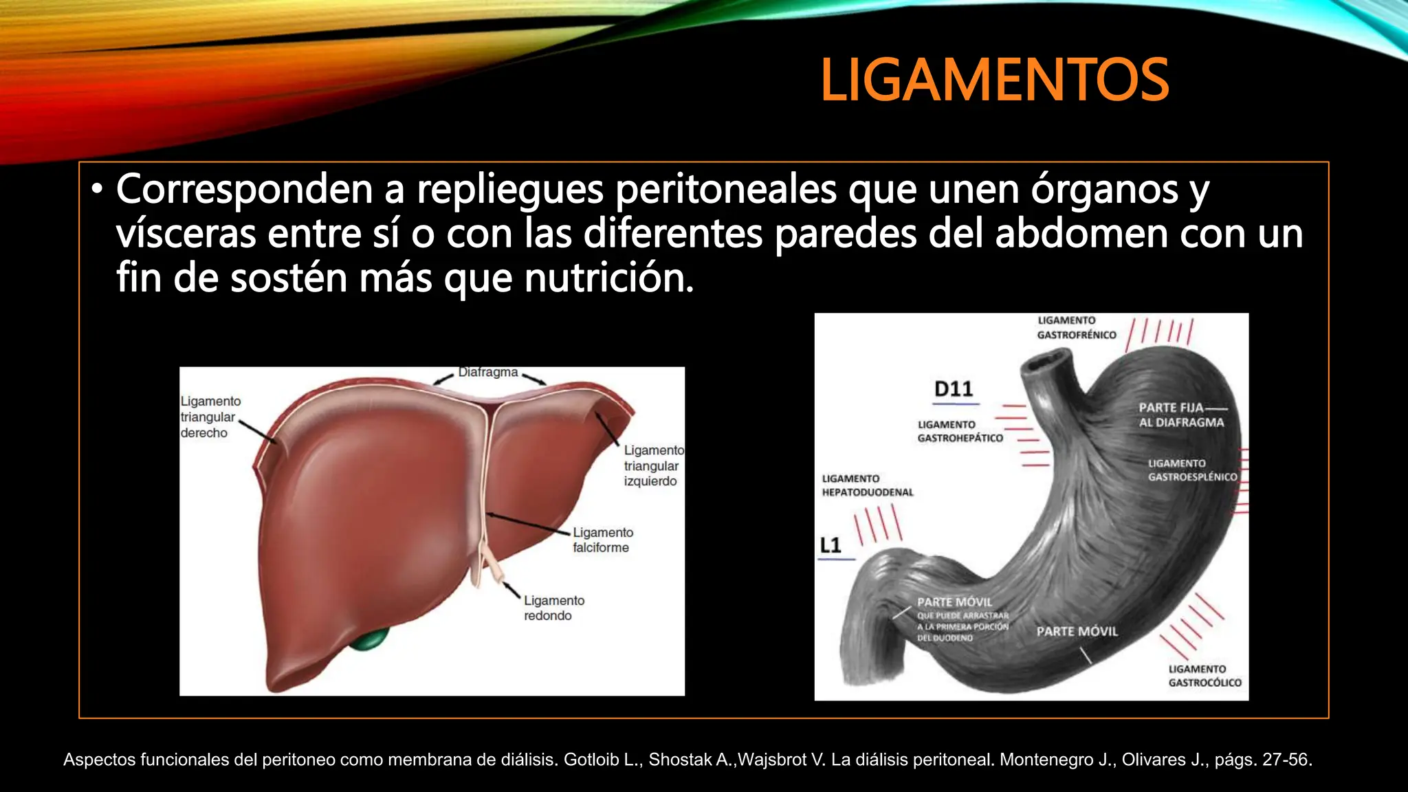 Anatomía quirúrgica y fisiología del peritoneo y retroperitoneo linda.pptx