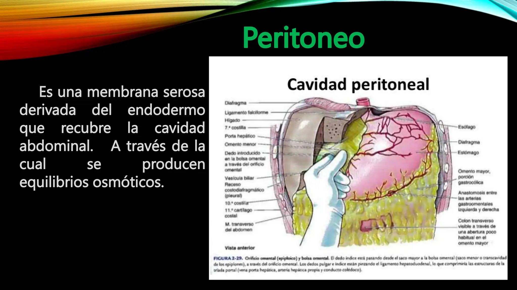 Anatomía quirúrgica y fisiología del peritoneo y retroperitoneo linda.pptx