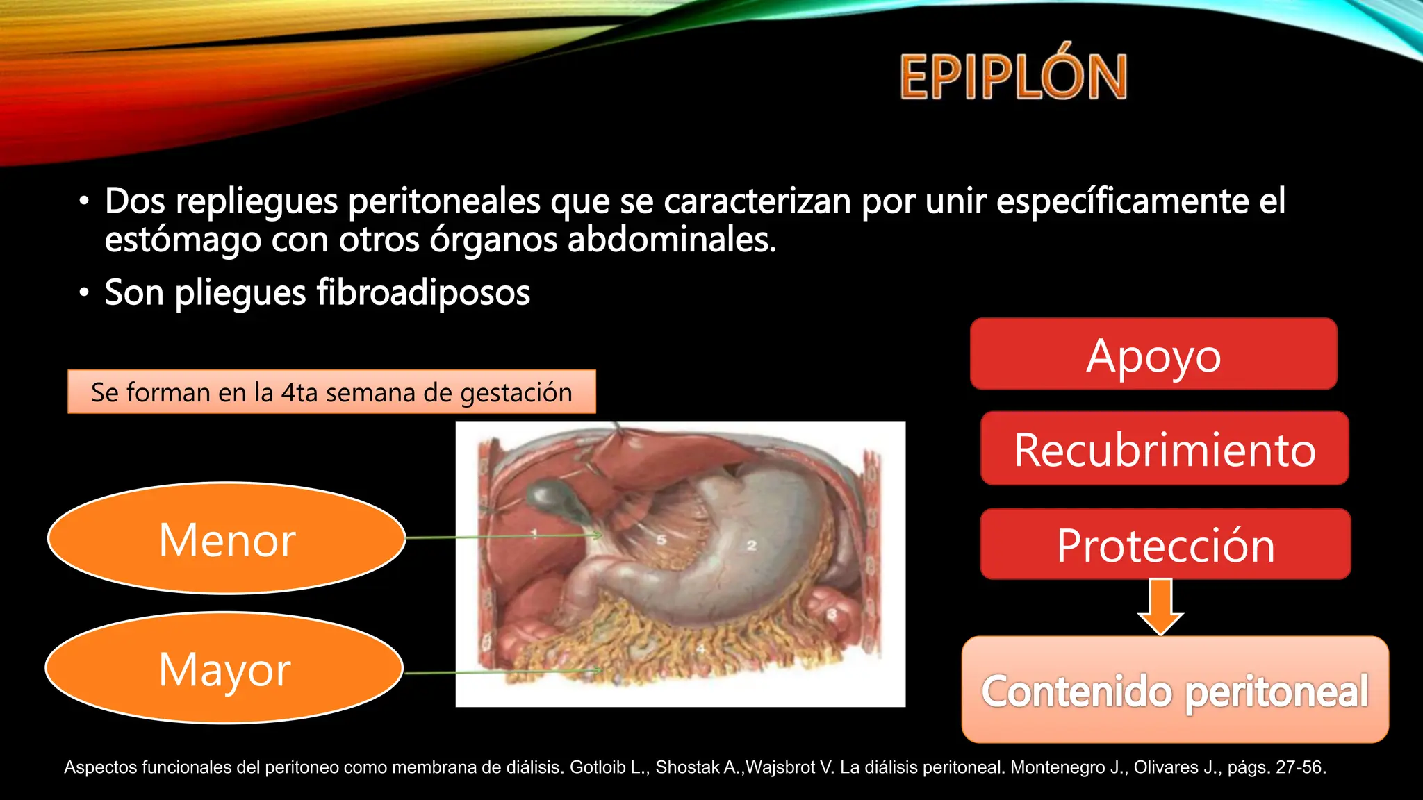 Anatomía quirúrgica y fisiología del peritoneo y retroperitoneo linda.pptx