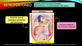 Anatomía quirúrgica y fisiología del peritoneo y retroperitoneo linda.pptx