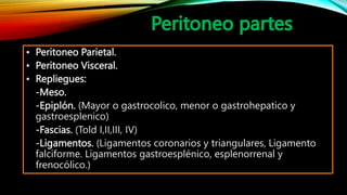Anatomía quirúrgica y fisiología del peritoneo y retroperitoneo linda.pptx