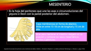 Anatomía quirúrgica y fisiología del peritoneo y retroperitoneo linda.pptx