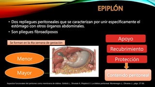 Anatomía quirúrgica y fisiología del peritoneo y retroperitoneo linda.pptx
