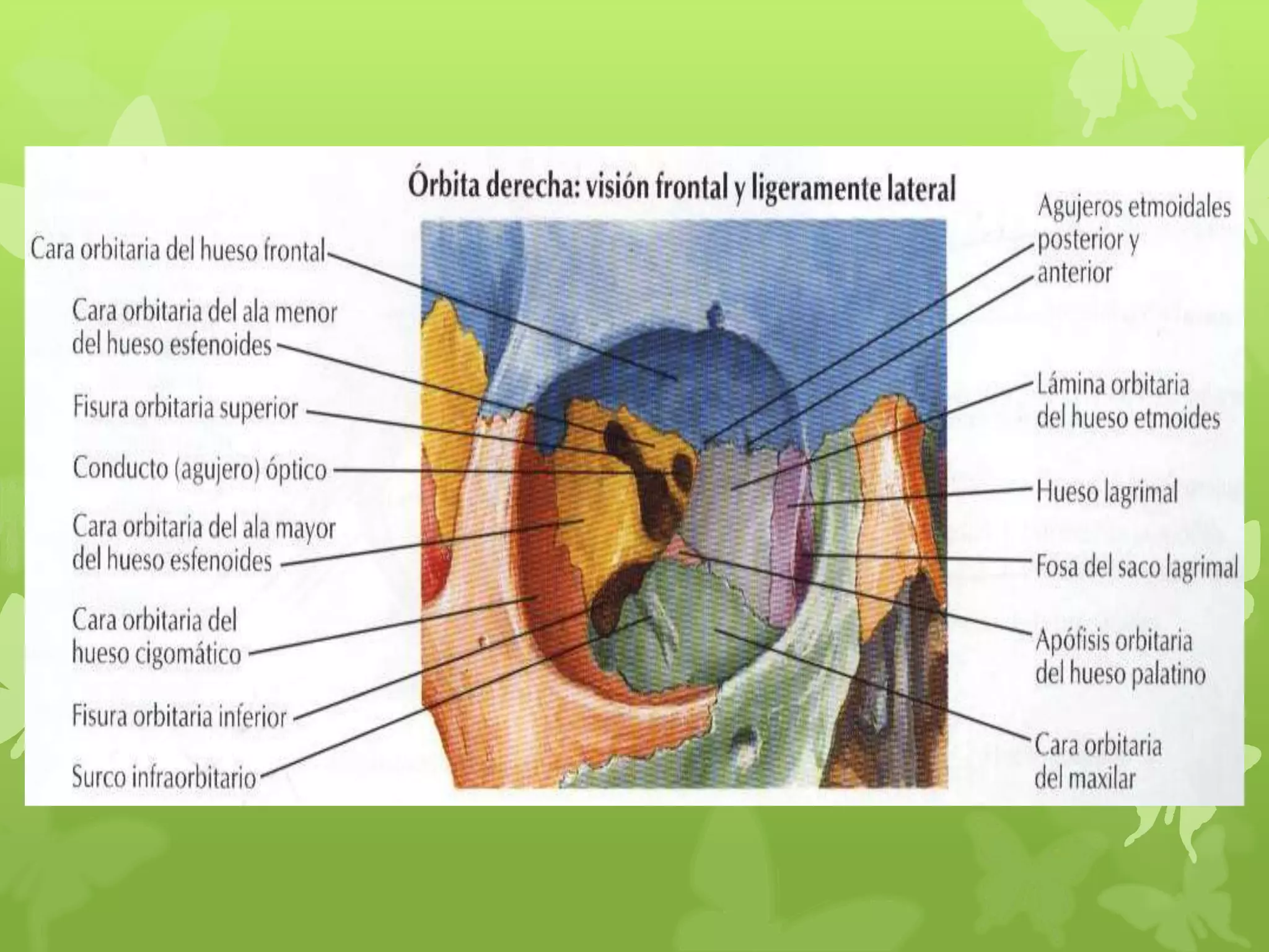 Anatomía radiológica de la órbita y el ojo | PPT