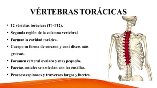Anatomía, Semiología y Patologías del Raquis: Estudio Completo de la ...
