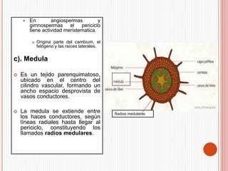 anatomía interna de la raíz y del tallo. | PPTX