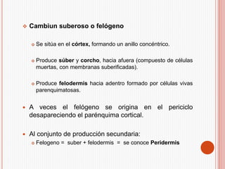 anatomía interna de la raíz y del tallo. | PPTX