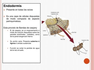 anatomía interna de la raíz y del tallo. | PPTX
