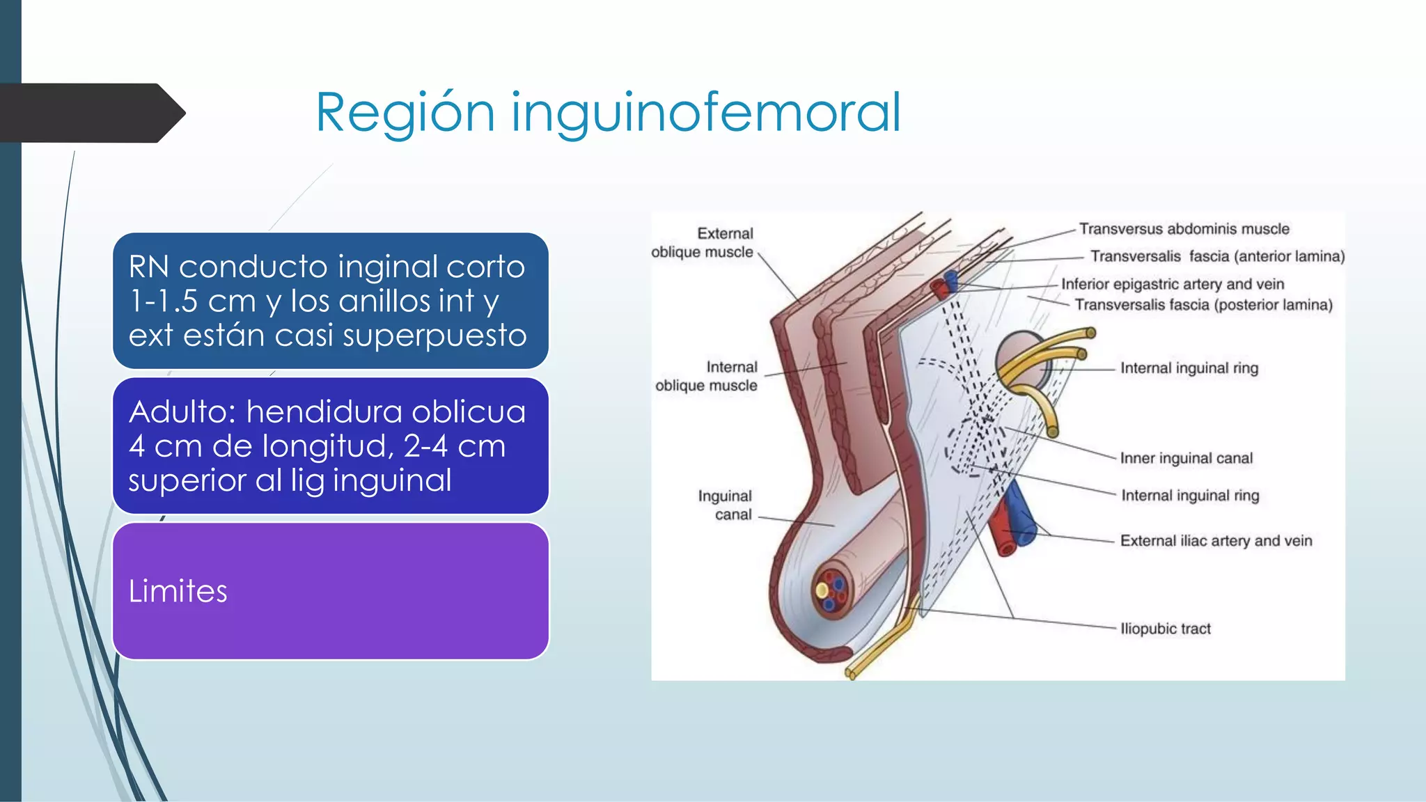 Anatomía región inguinal.pdf