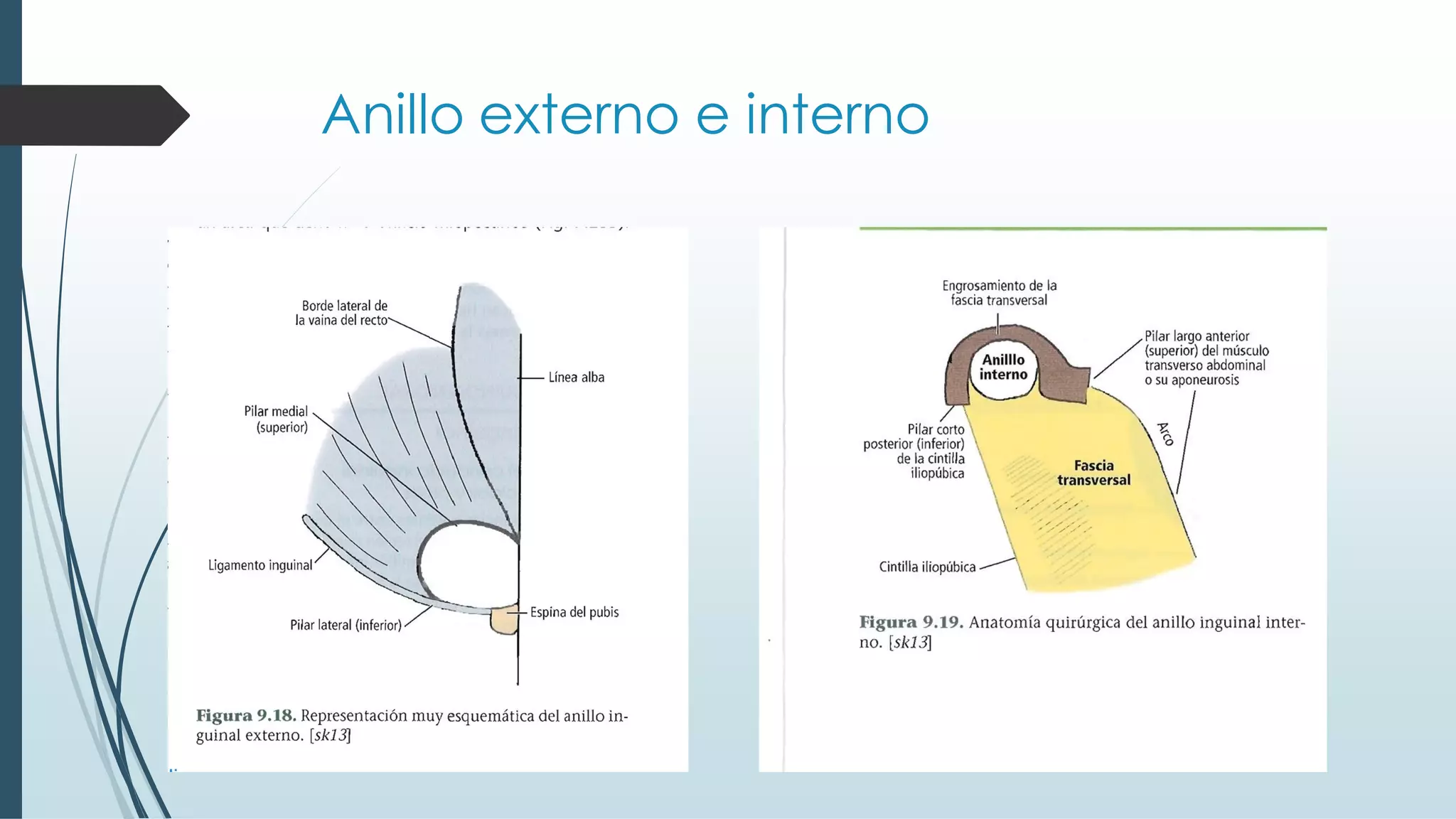 Anatomía región inguinal.pdf