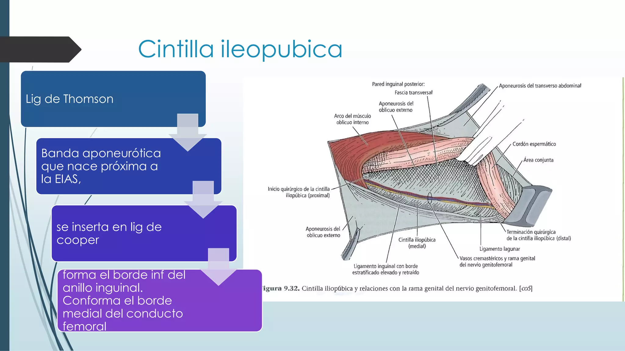 Anatomía región inguinal.pdf